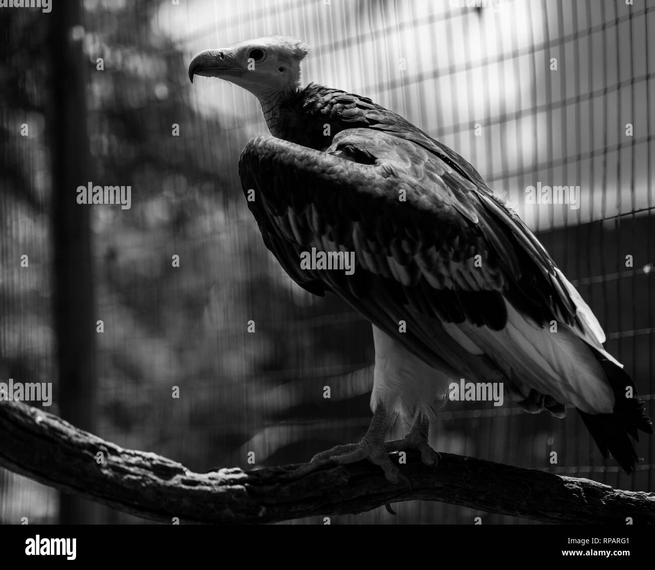 African white headed vulture trigonoceps occipitalis Black and White ...