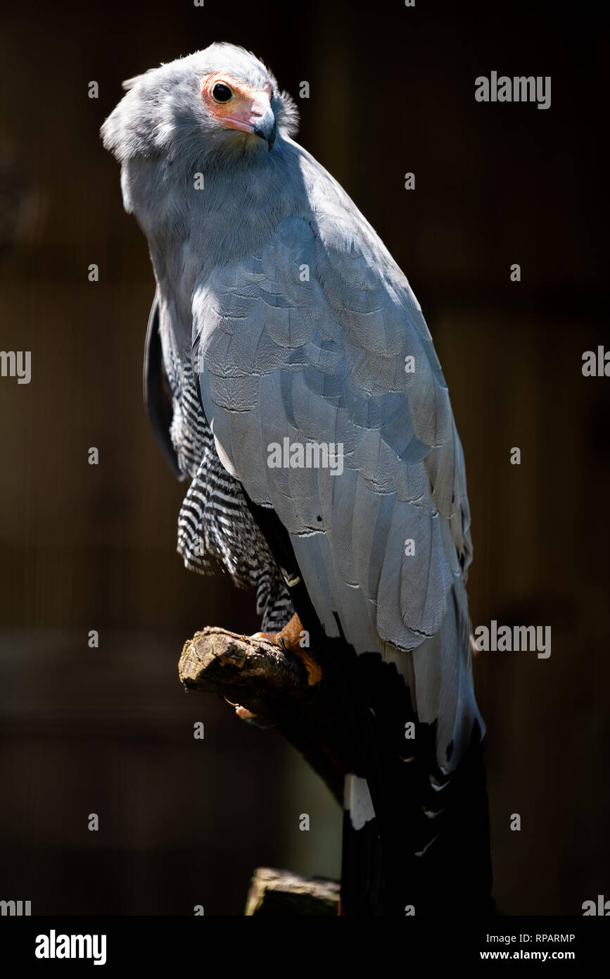 An African Harrier Hawk at the African Raptor Centre bird sanctuary ...