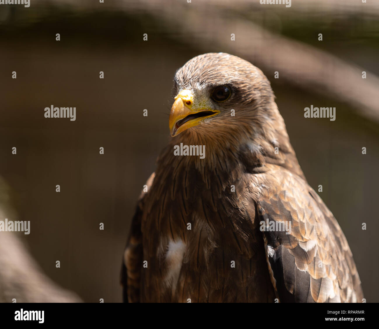 A Yellow Billed Kite at the African Raptor Centre bird sanctuary, Natal ...