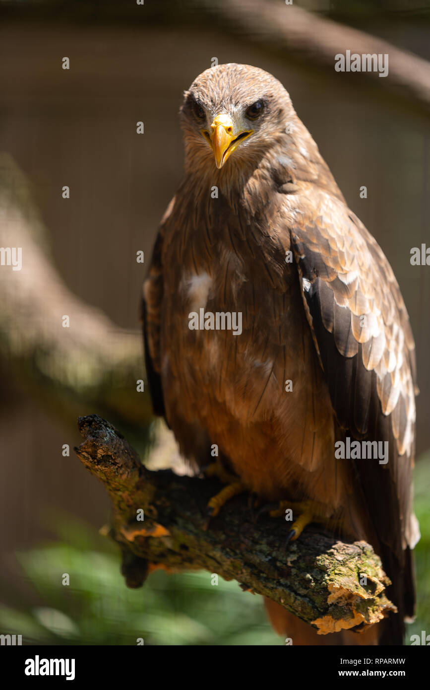 Milvus migrans south africa hi-res stock photography and images - Alamy
