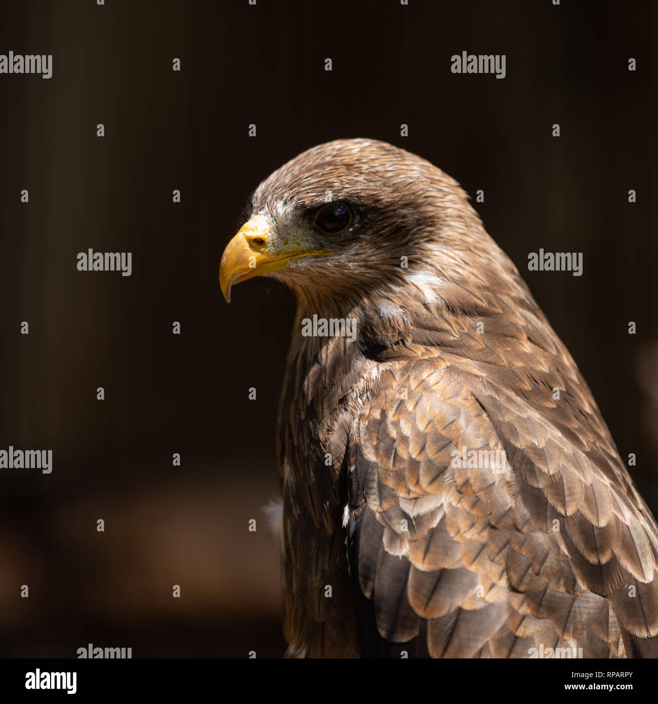 African raptor centre hi-res stock photography and images - Alamy
