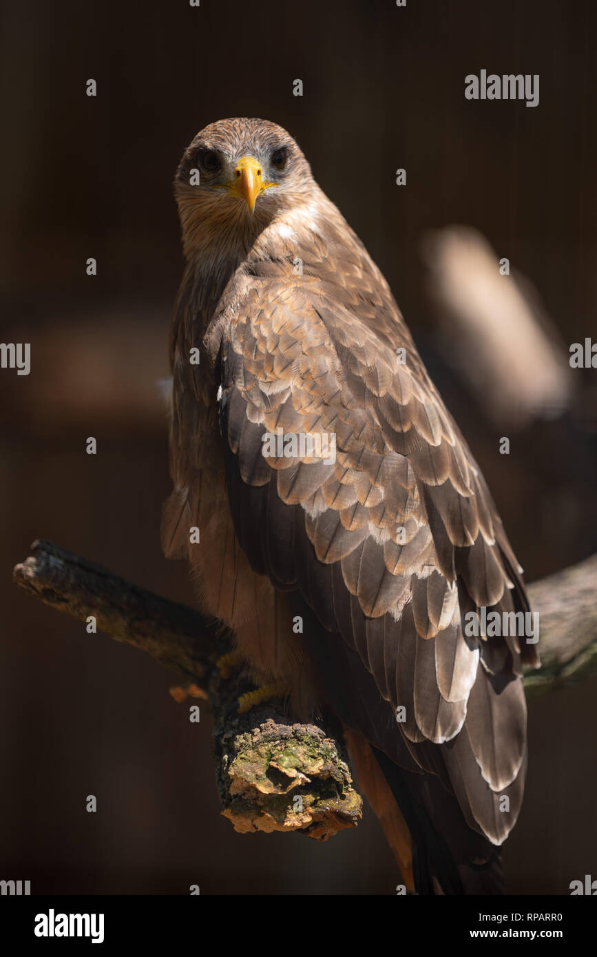 A Yellow Billed Kite at the African Raptor Centre bird sanctuary, Natal ...