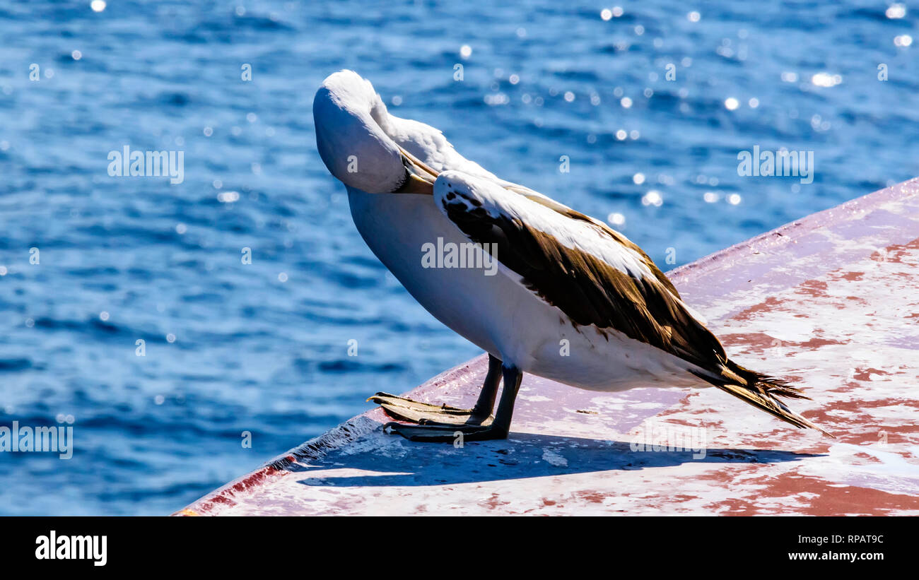 Resting On A Ships Bow High Resolution Stock Photography and Images - Alamy