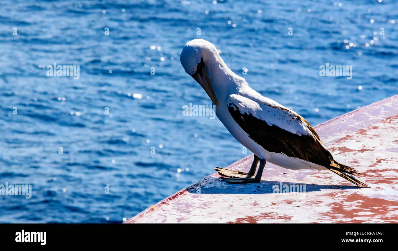 Seagull resting on a ship's bow Stock Photo - Alamy