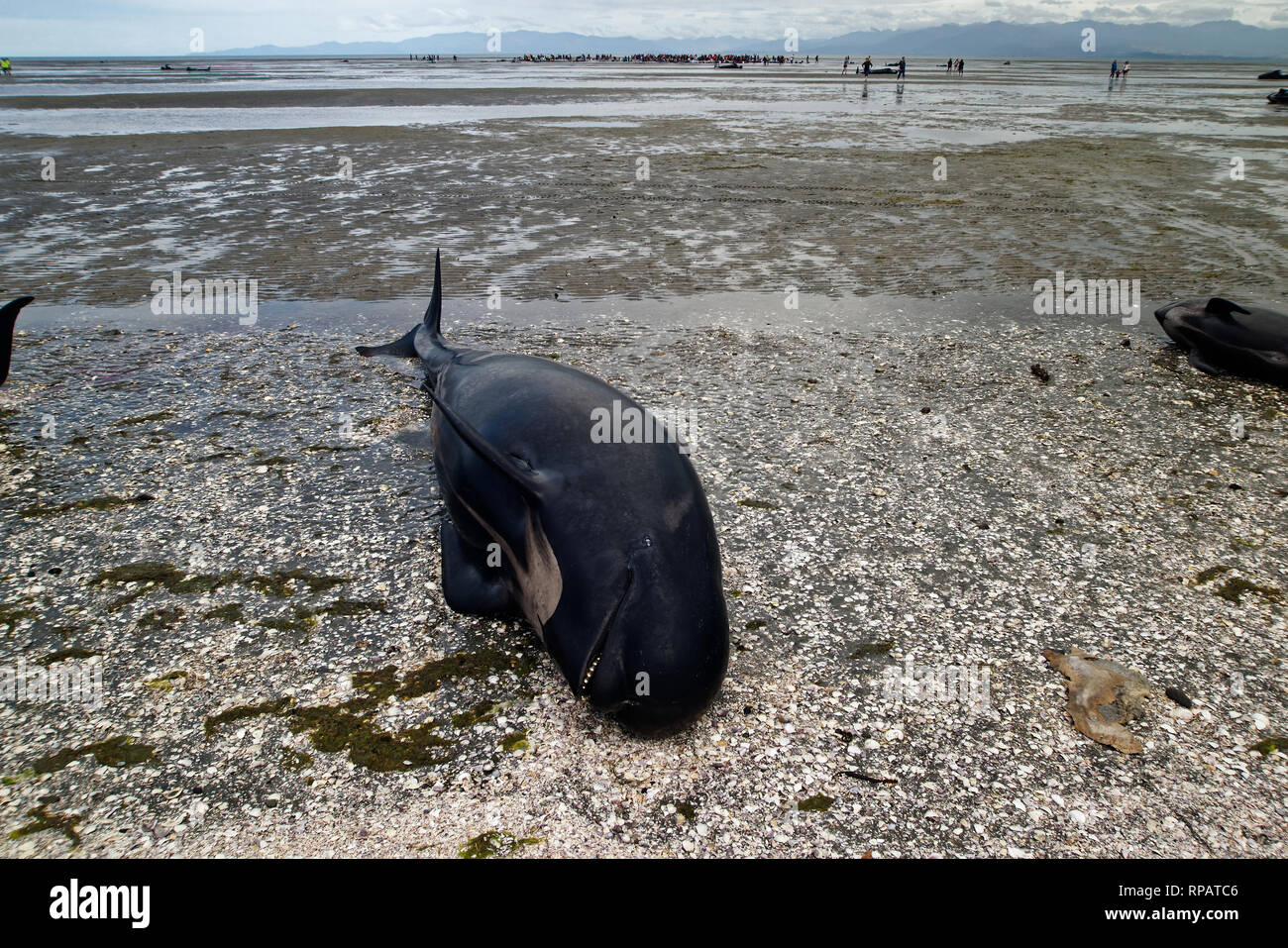 Baby pilot whale hi-res stock photography and images - Alamy