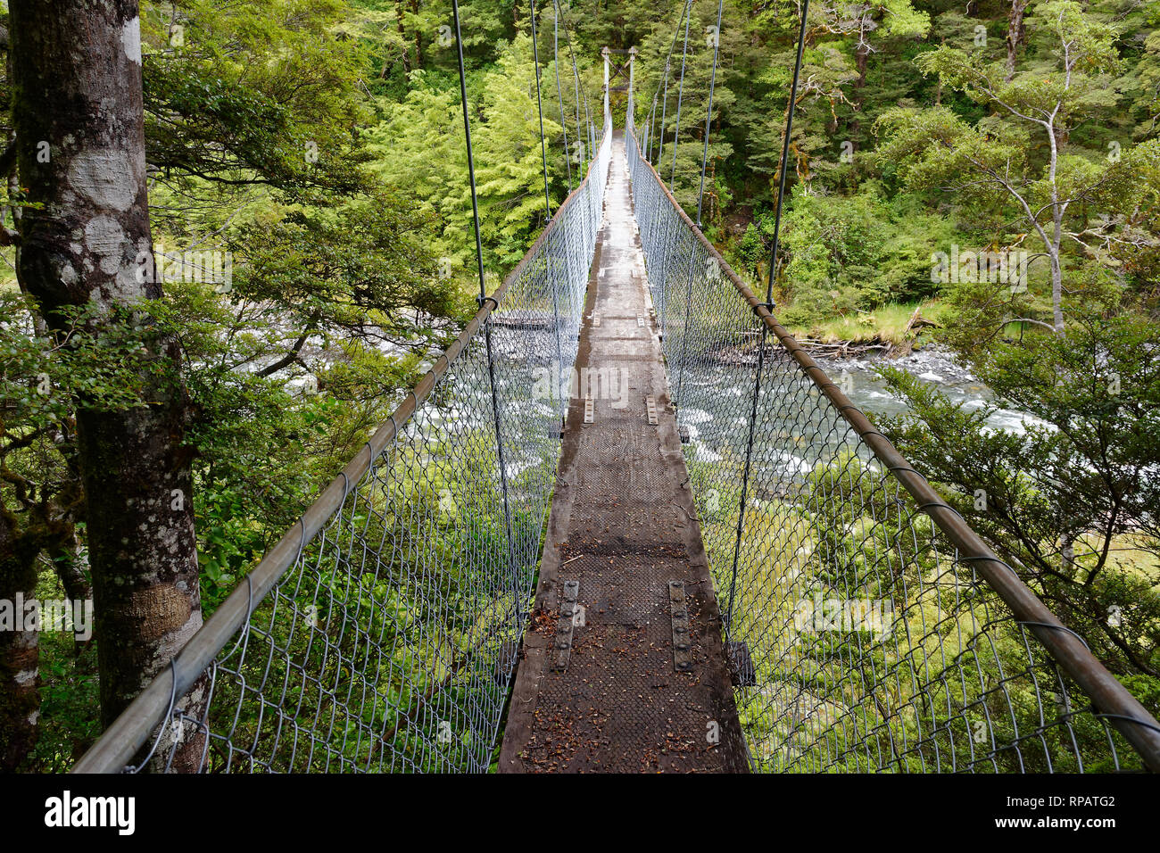 Forest rope bridge hike hi-res stock photography and images - Alamy
