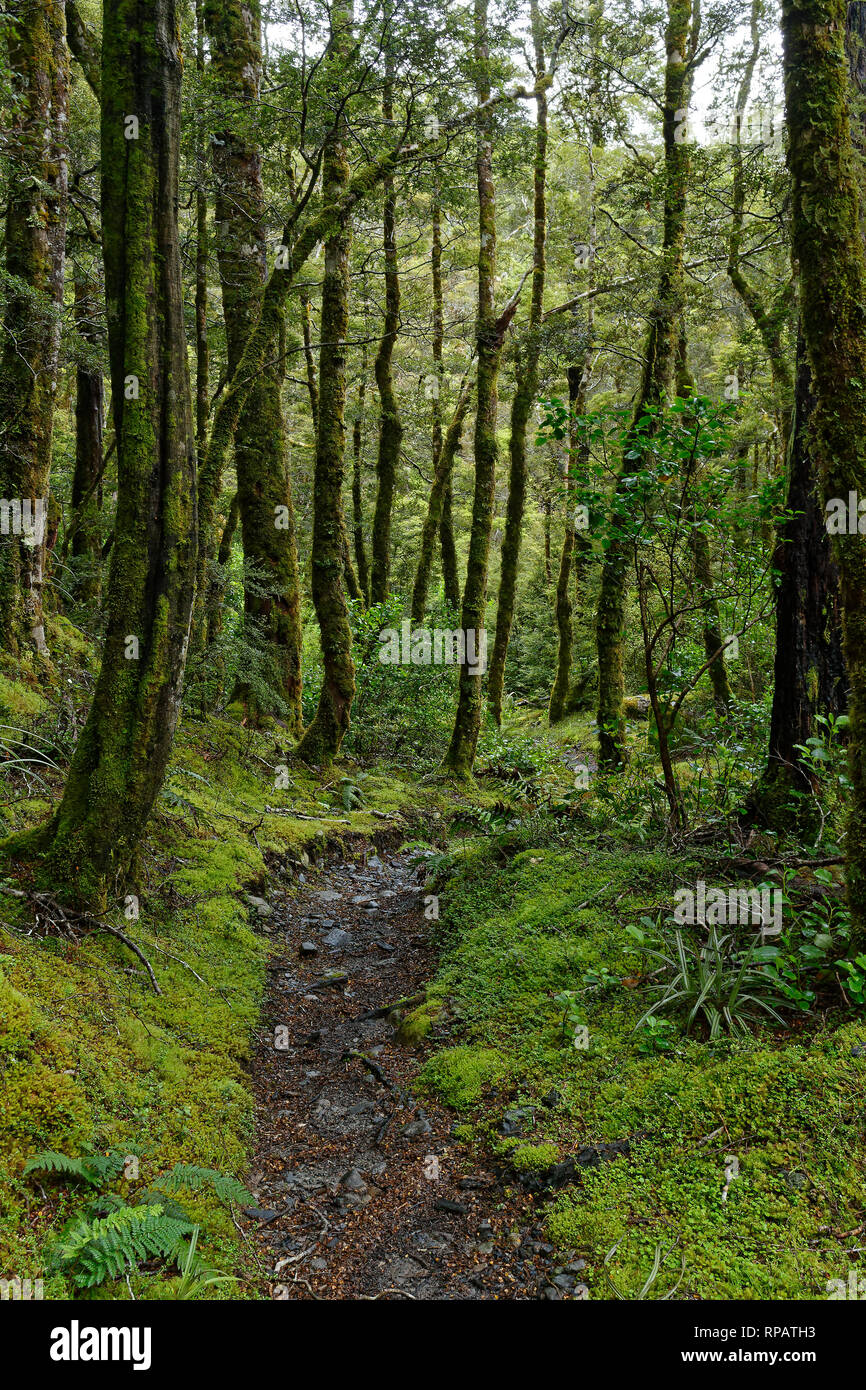 Take the path less followed, St James Walkway, New Zealand Stock Photo ...