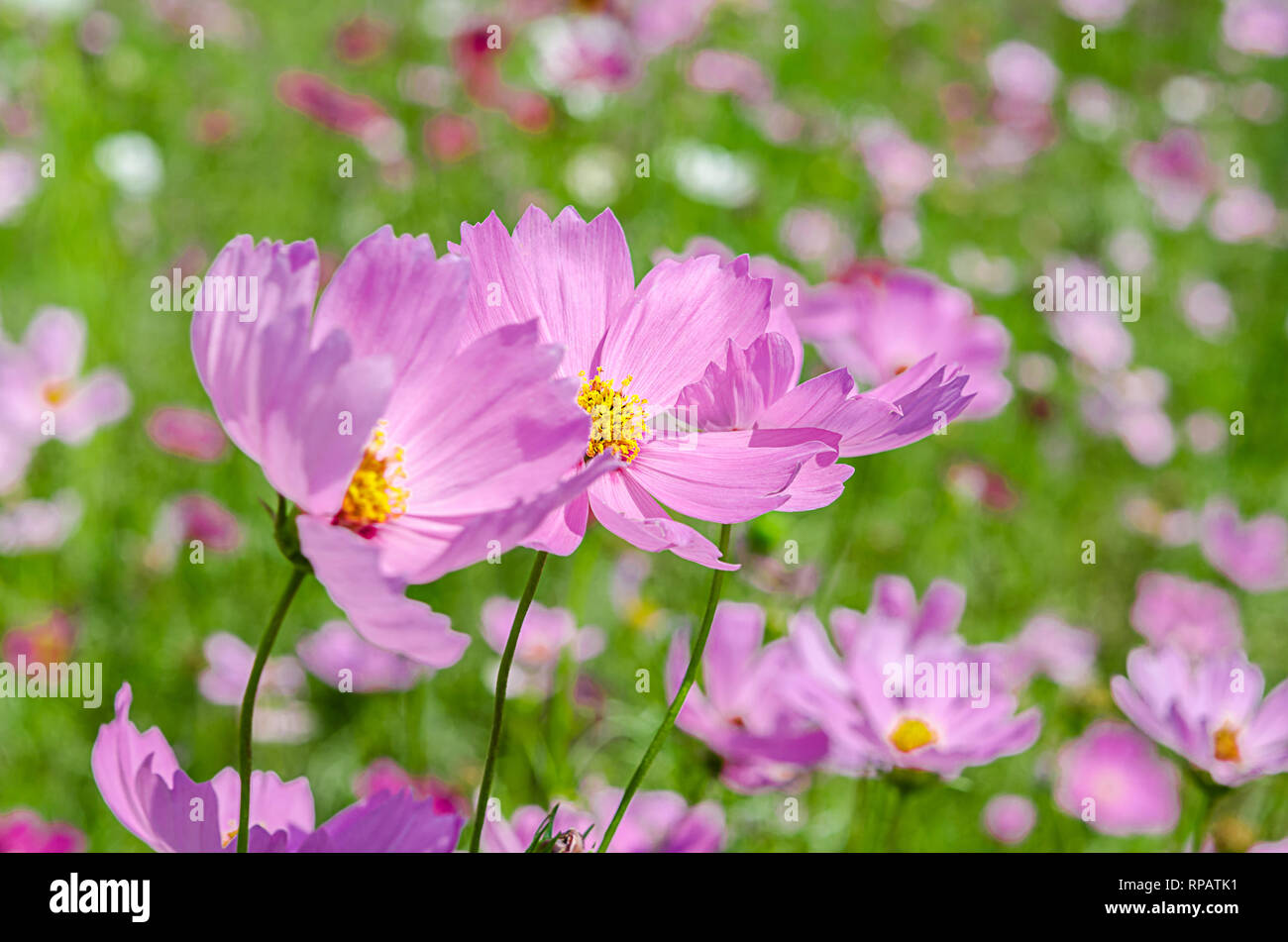 Nature background of beautiful pink cosmos flower field Stock Photo - Alamy
