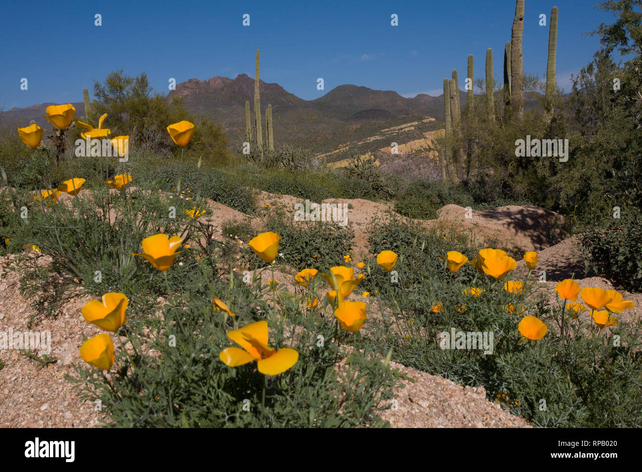 Wildflowers in bloom arizona hi-res stock photography and images - Alamy