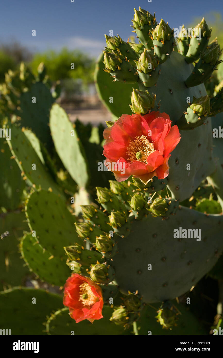 Red Prickly Pear Flower Stock Photo - Alamy
