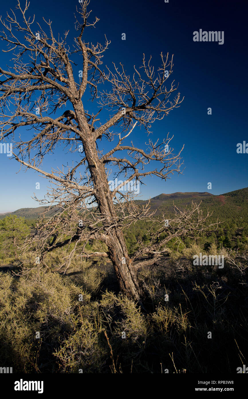 Dormant tree hi-res stock photography and images - Alamy