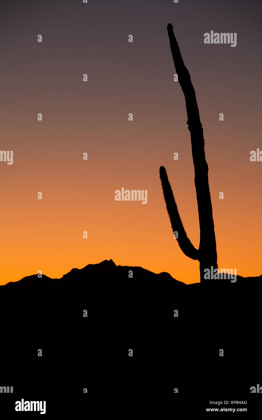 Lone saguaro hi-res stock photography and images - Alamy