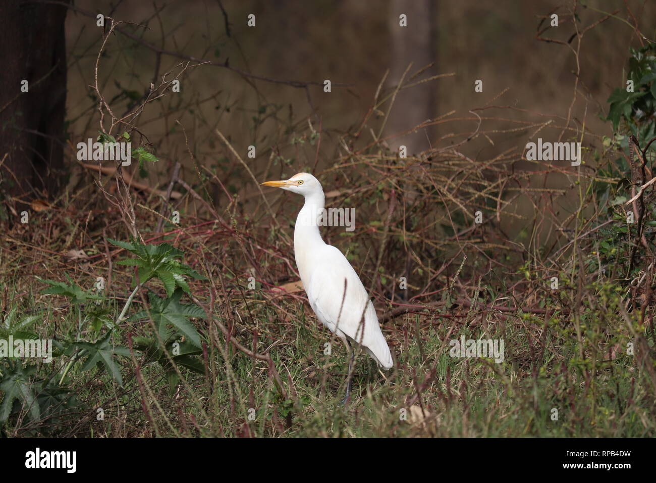 Birds flying jungle hi-res stock photography and images - Alamy