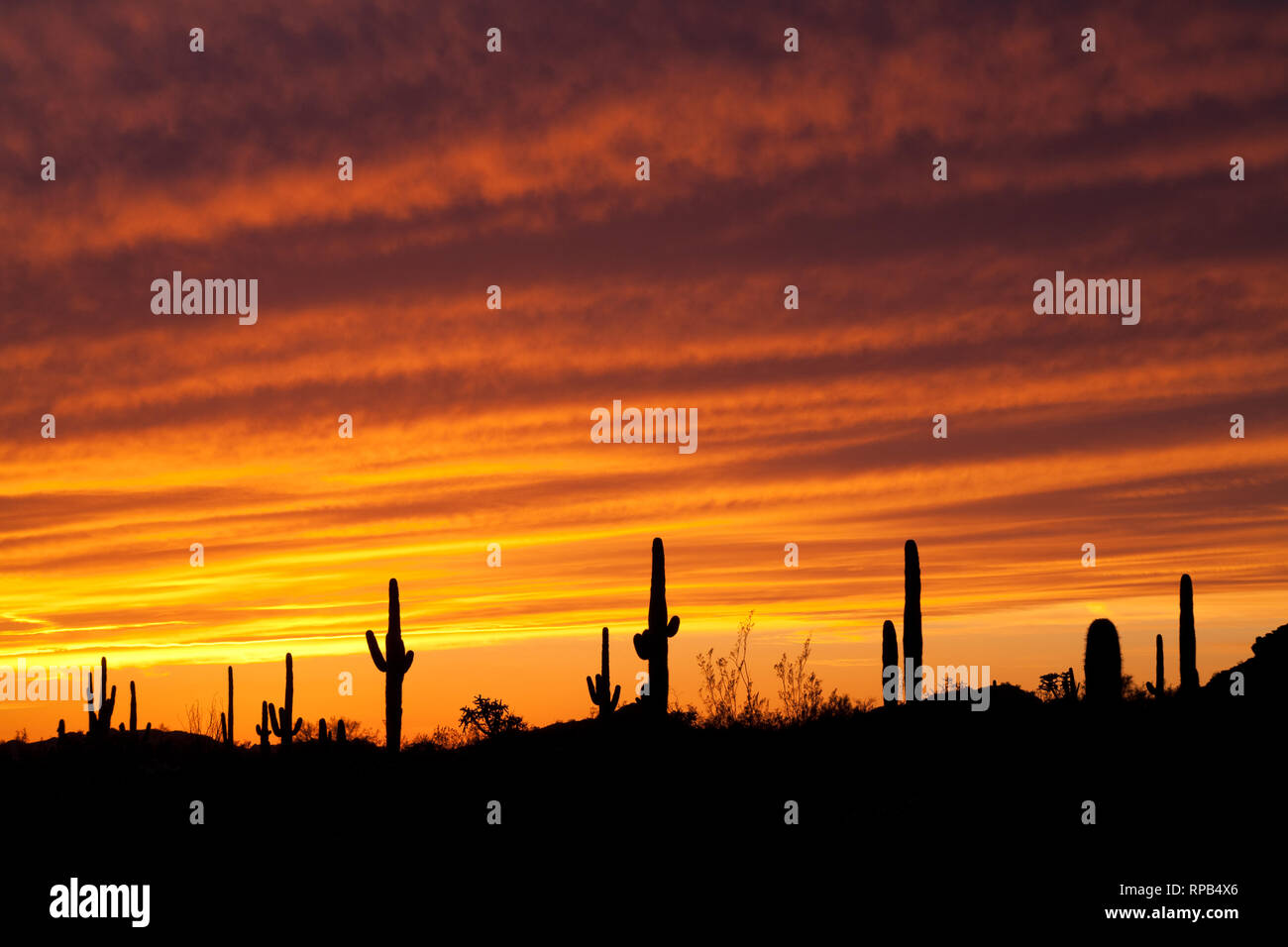 Saguaro sunset hi-res stock photography and images - Alamy