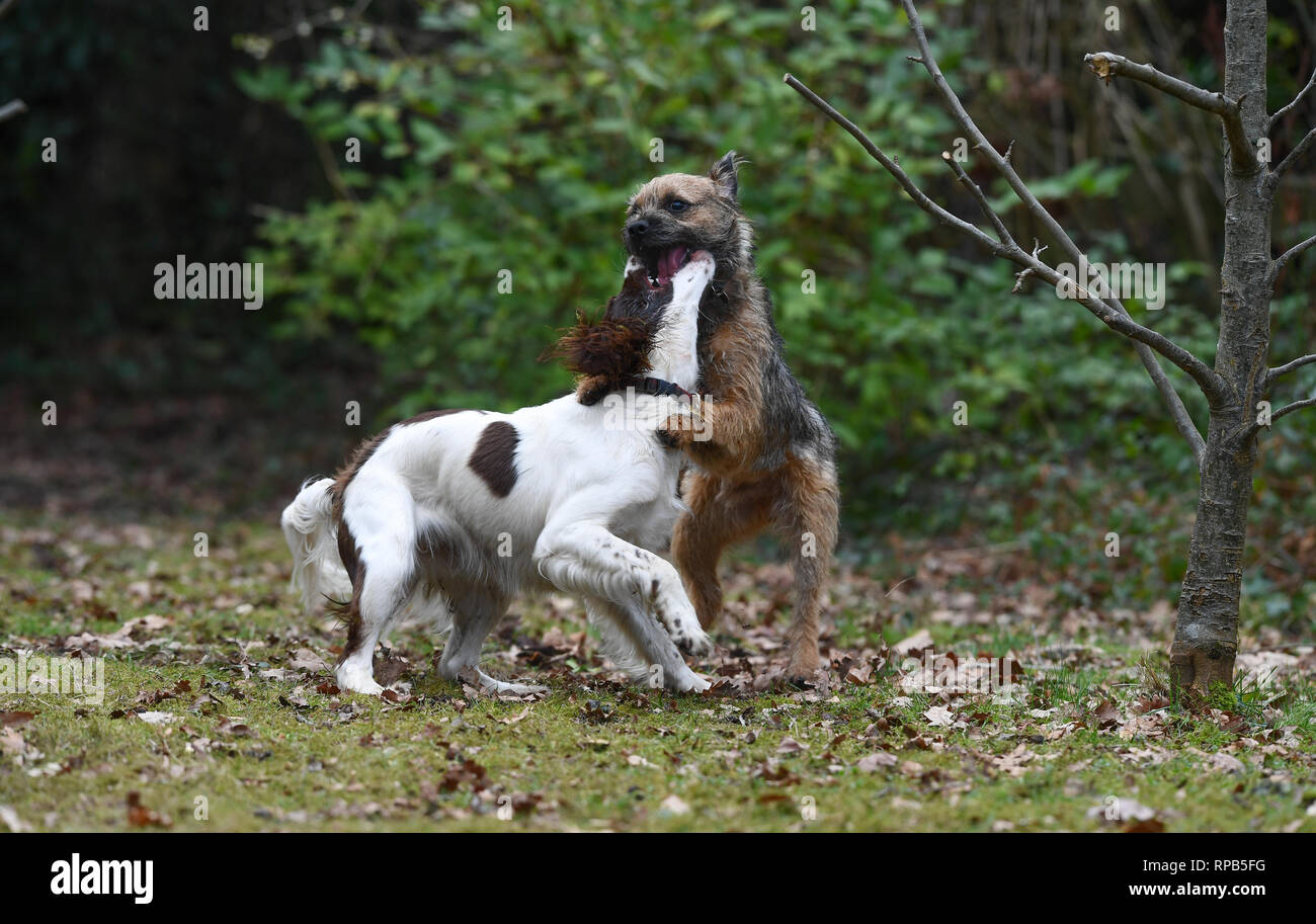 Two young dogs English springer spaniel and terrier play fighting over ...