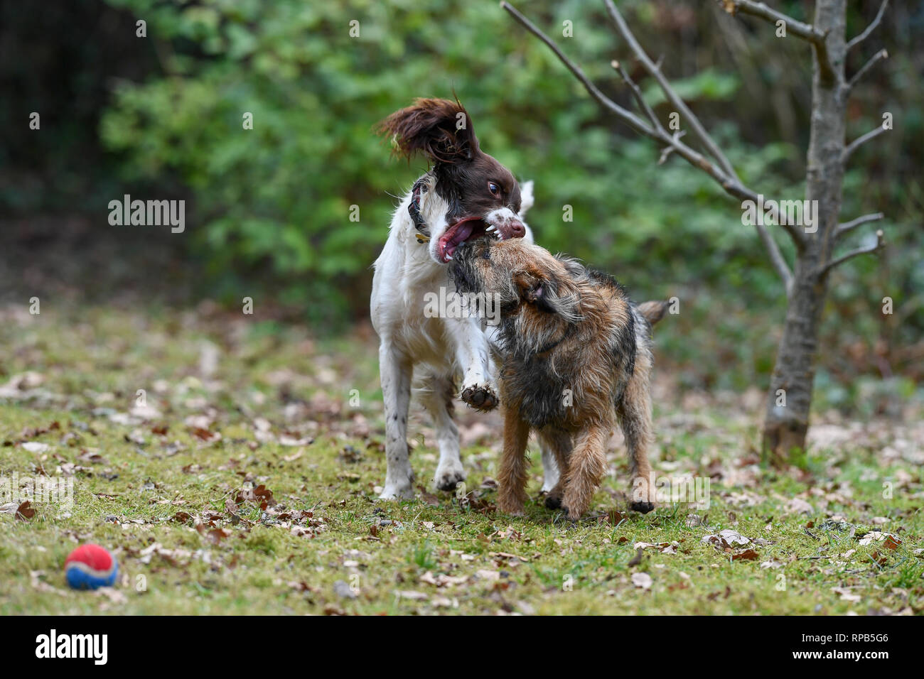 Two young dogs English springer spaniel and terrier play fighting over ...