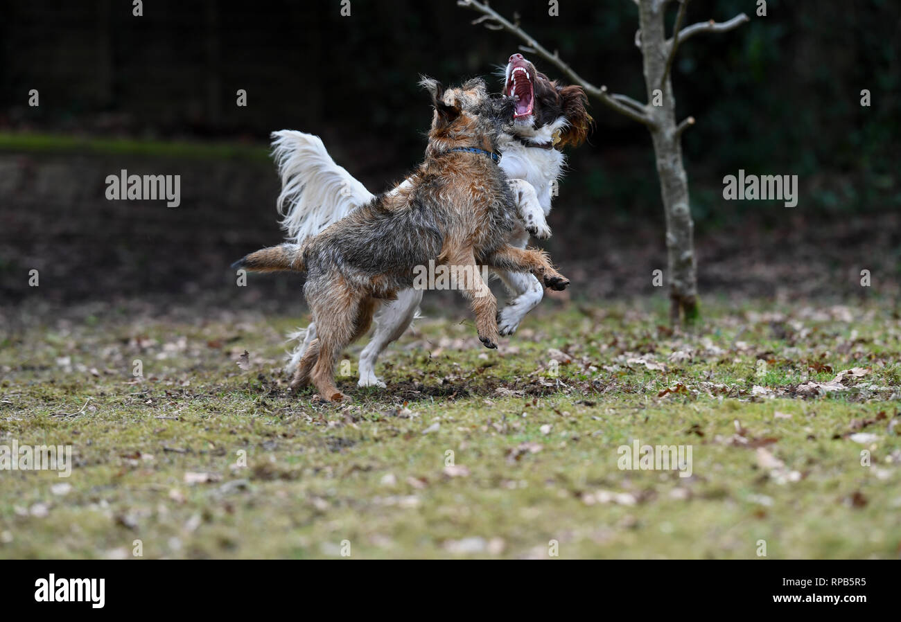 Two young dogs English springer spaniel and terrier play fighting over ...