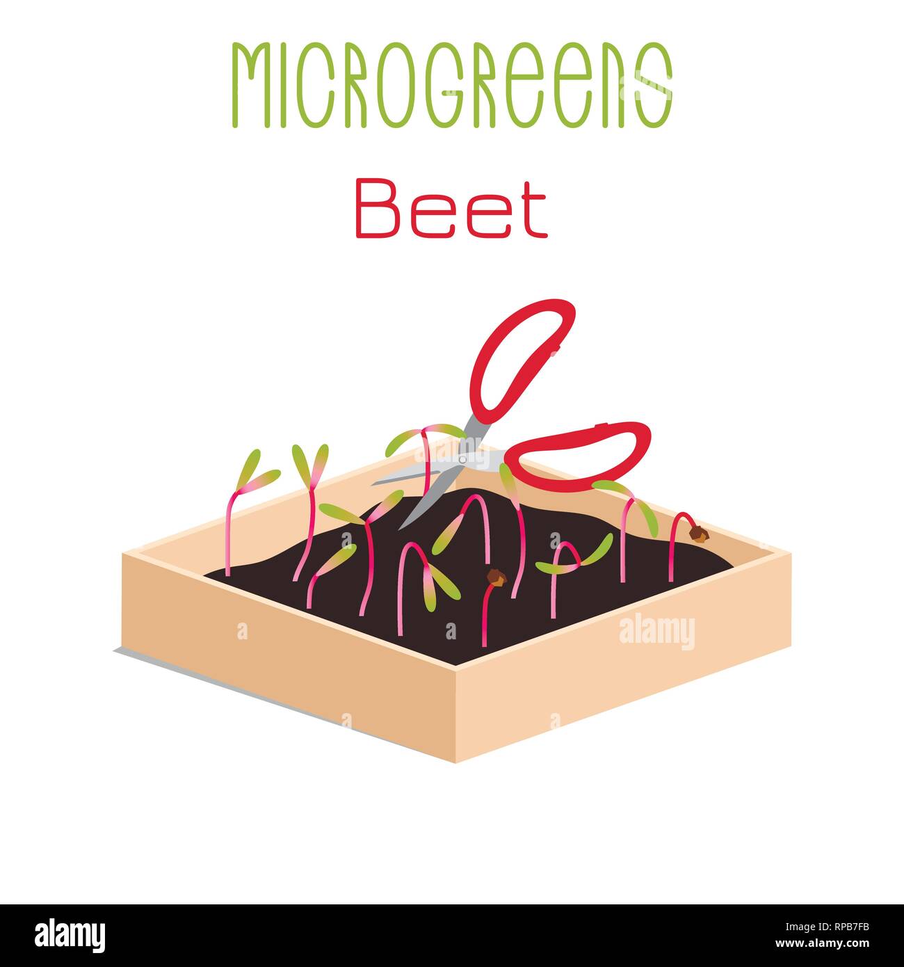 Microgreens Beet. Grow microgreen in a box with soil. Cutting the ...