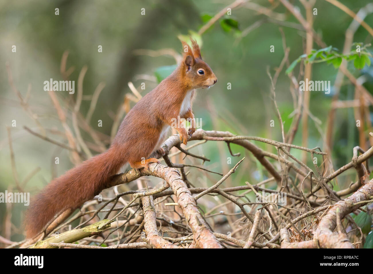 Detailed, close-up side view of wild red squirrel (Sciurus vulgaris) in ...