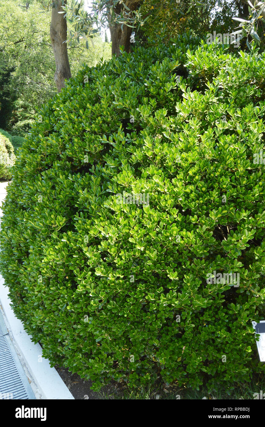 Boxwood evergreen boxwood Bush along the Park alley on a Sunny day ...