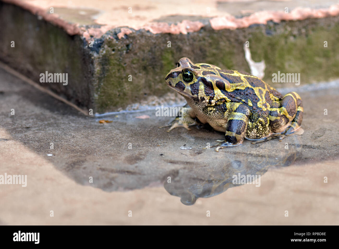 Cape toad hi-res stock photography and images - Alamy