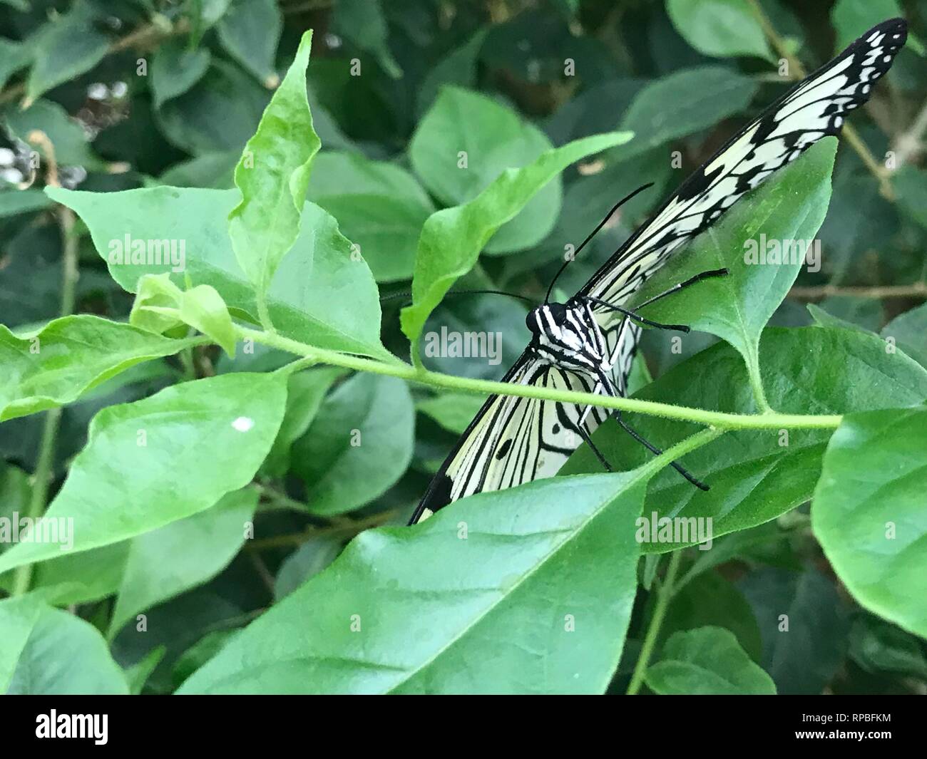 FEBRUARY 13,2019 KONYA TURKEY.Konya Tropical Butterfly Garden is the ...