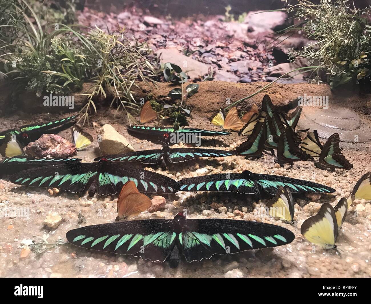 FEBRUARY 13,2019 KONYA TURKEY.Konya Tropical Butterfly Garden is the ...