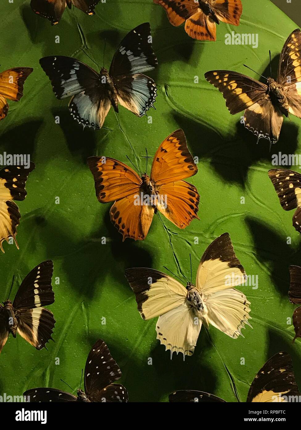 FEBRUARY 13,2019 KONYA TURKEY.Konya Tropical Butterfly Garden is the ...