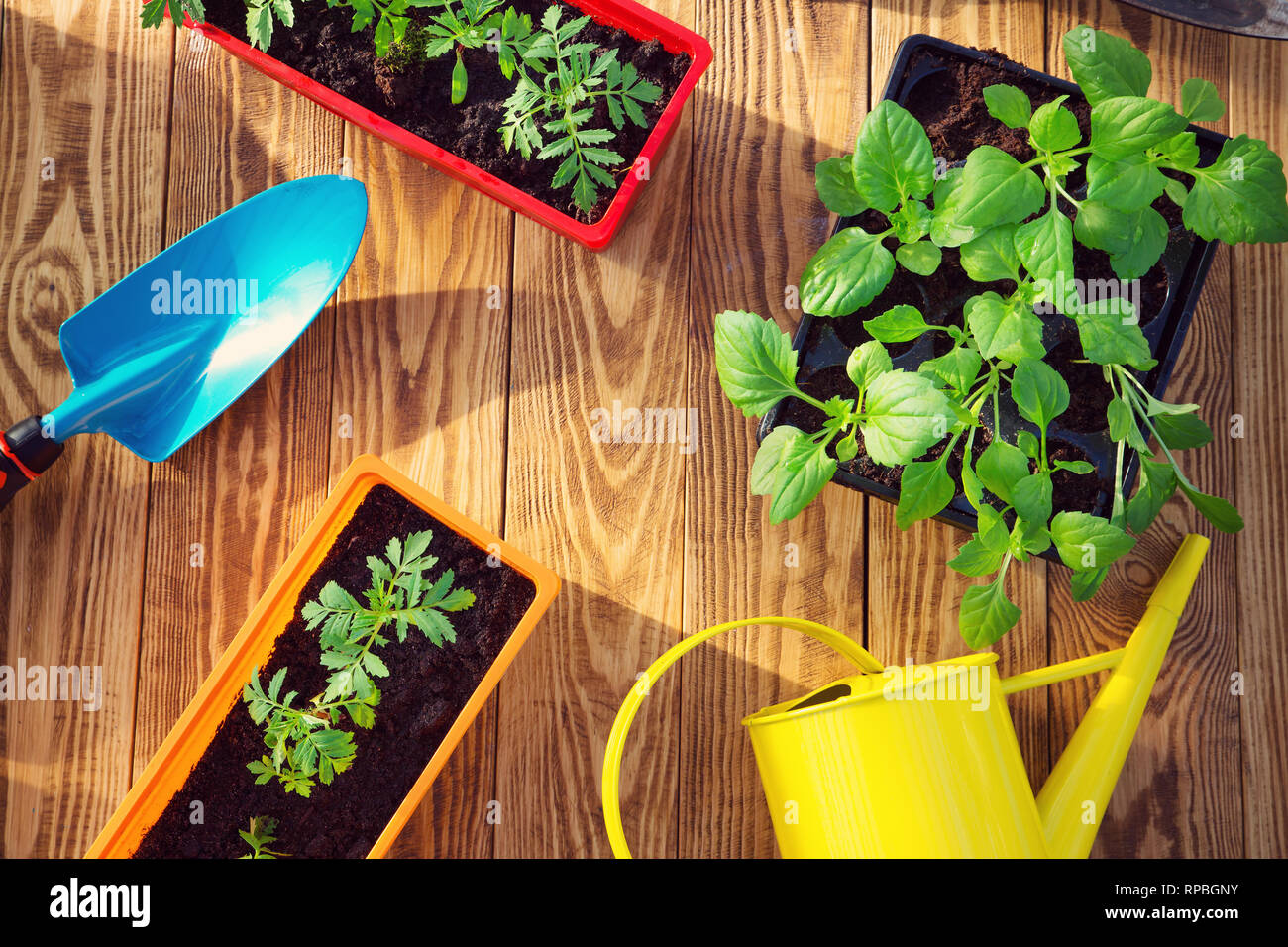 flower and vegetable seedlings growing in the garden Stock Photo - Alamy