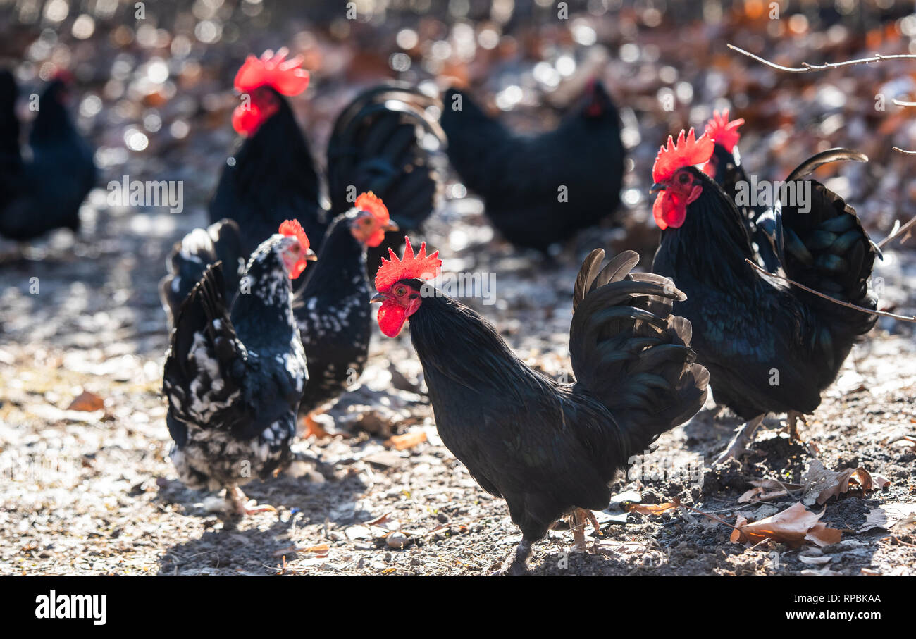 A flock of hens, chickens and rooster roam freely in a yards Stock ...