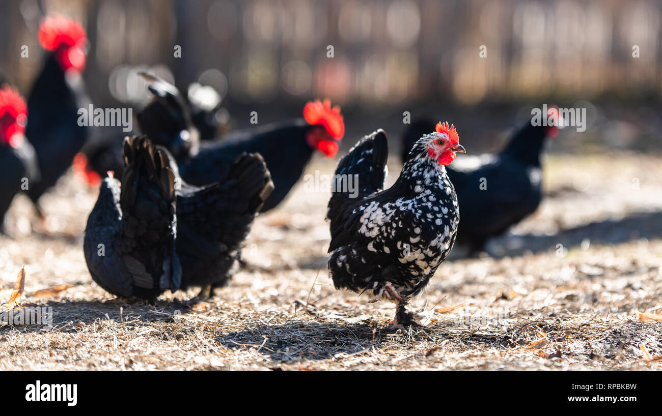 A flock of hens, chickens and rooster roam freely in a yards Stock ...