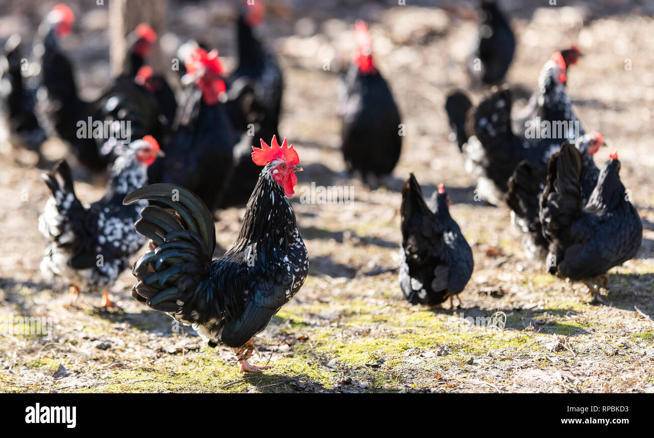 A flock of hens, chickens and rooster roam freely in a yards Stock ...