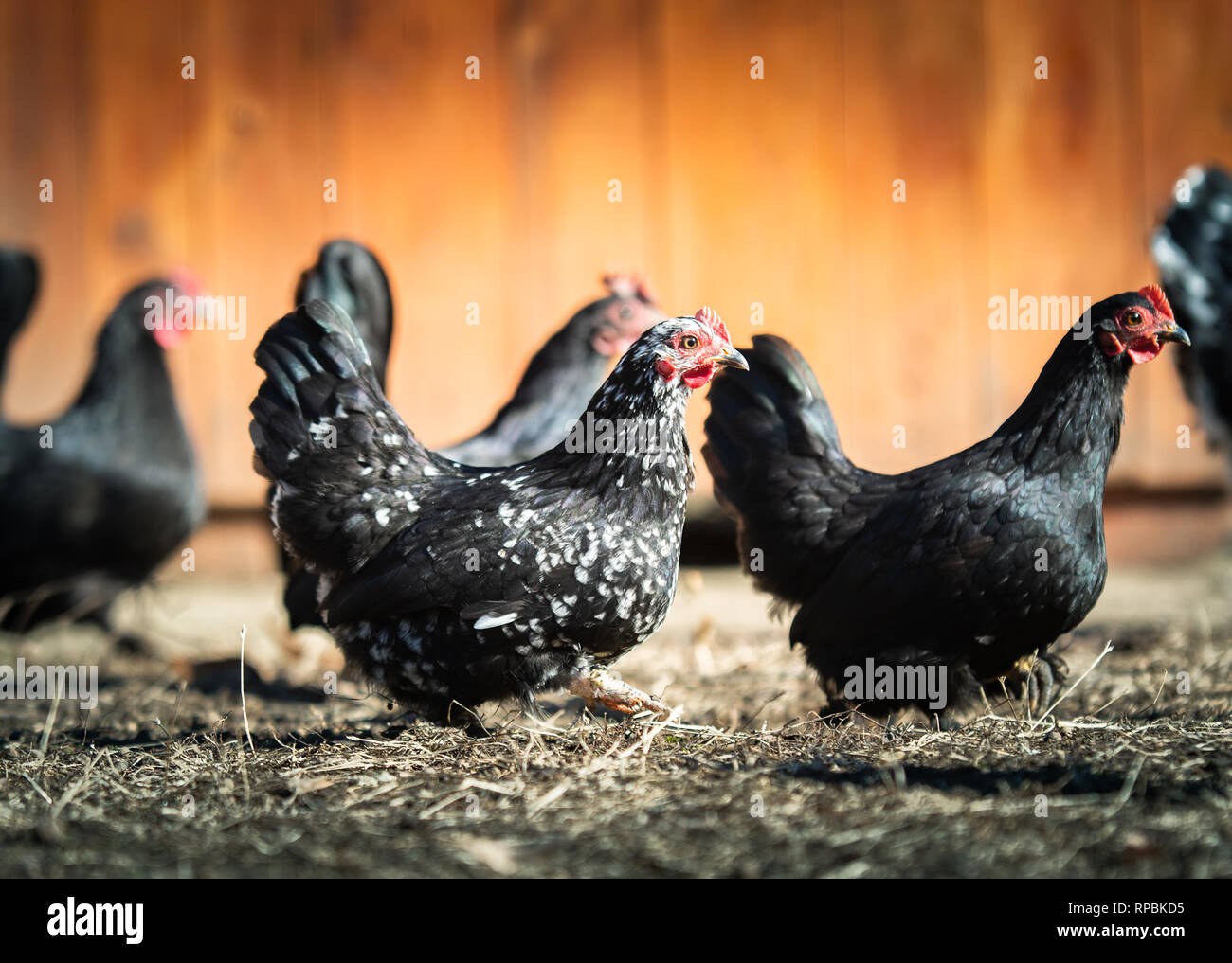 A flock of hens, chickens and rooster roam freely in a yards Stock ...