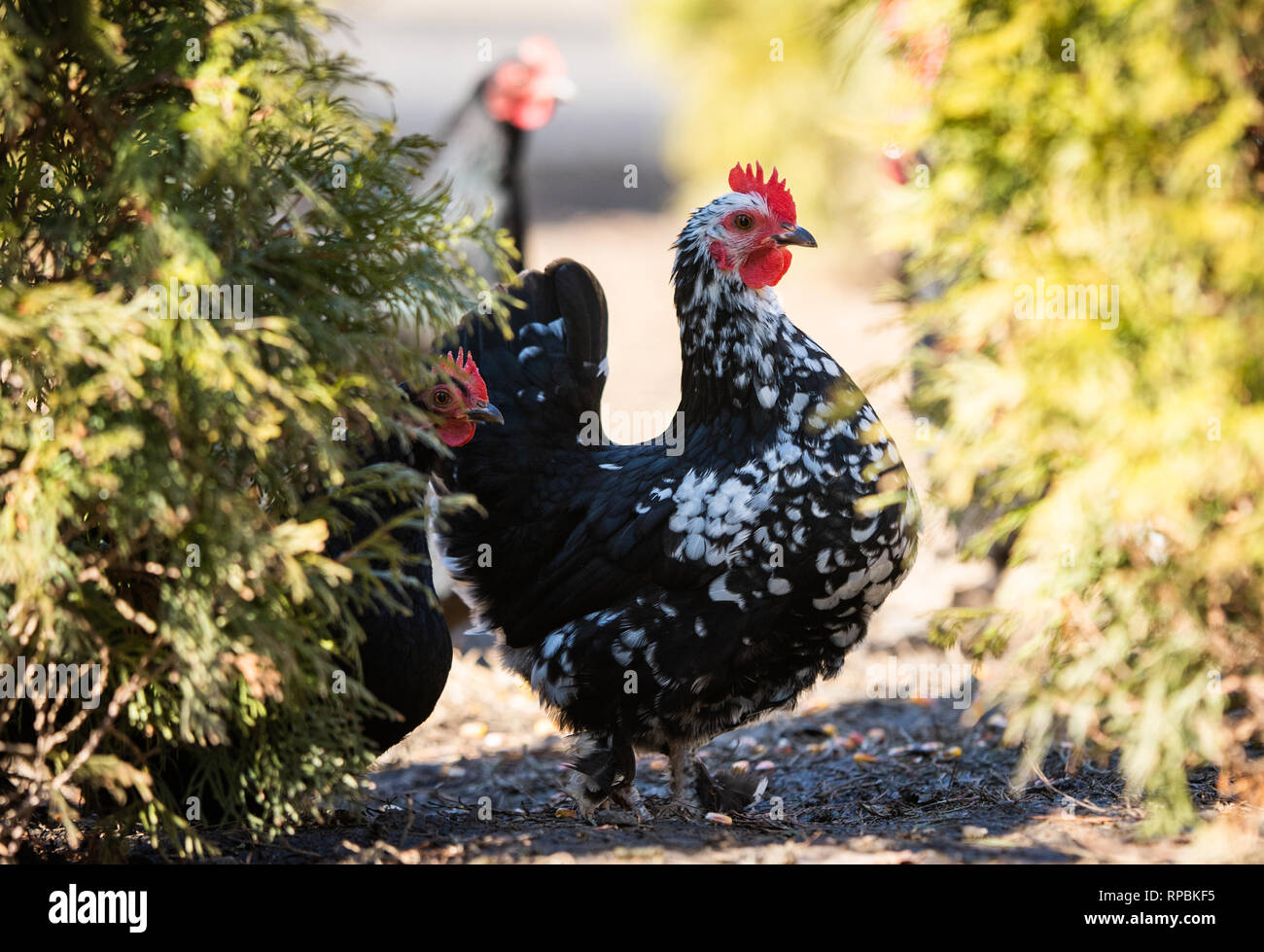 A flock of hens, chickens and rooster roam freely in a yards Stock ...