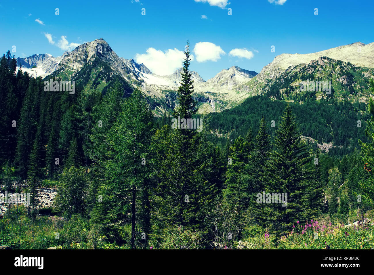 Beautiful alpine landscape with green meadows, alpine and mountain ...