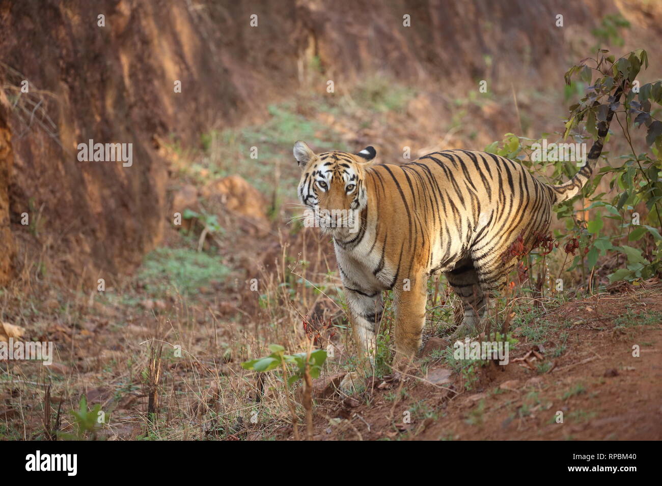 Tiger habitat hi-res stock photography and images - Alamy