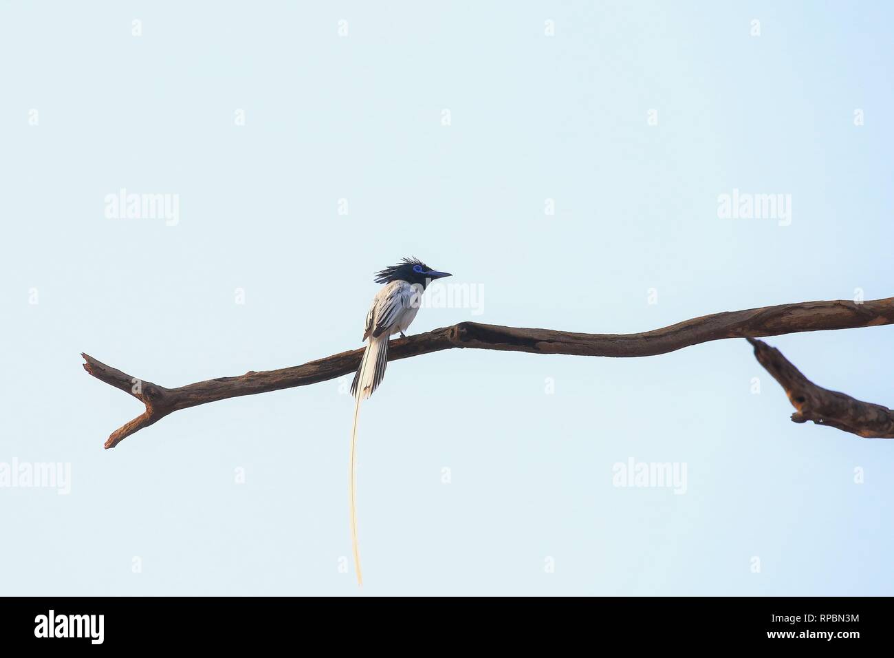 indian paradise flycatcher Stock Photo - Alamy