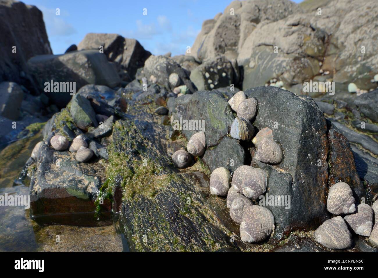 Thick or Toothed top shells (Osilinus lineatus = Phorcus lineatus ...