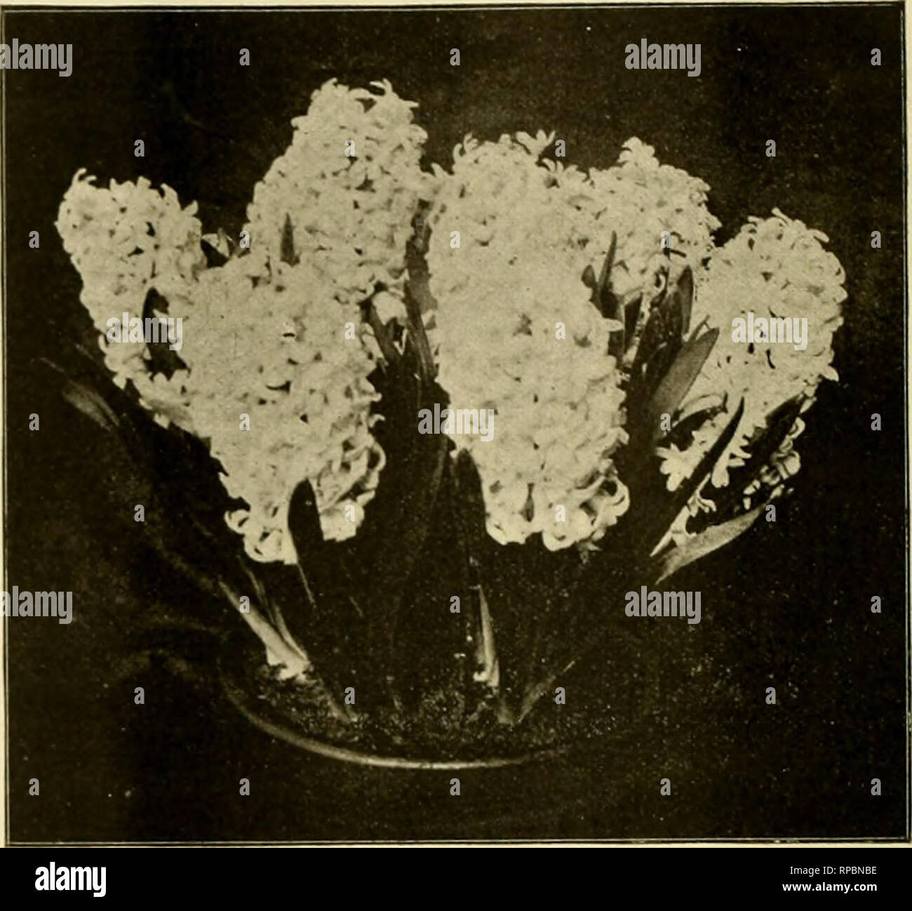 John gowan hi-res stock photography and images - Alamy