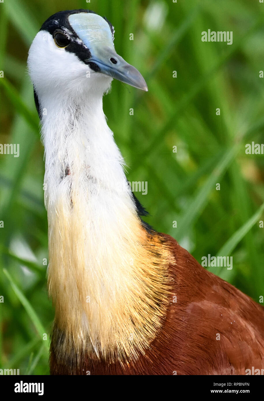 Close-up portrait of an African jacana (Actophilornis africanus ...