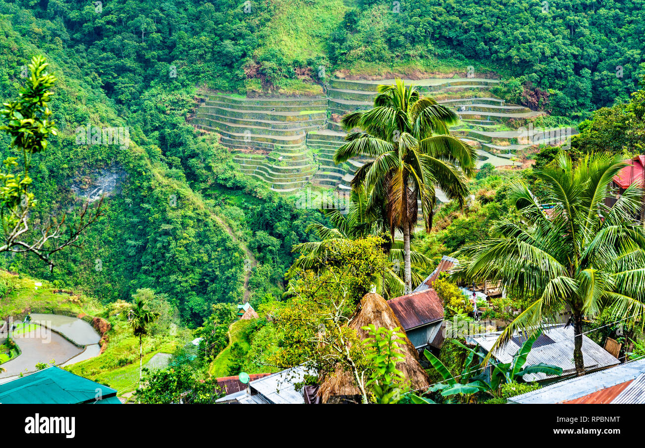 Batad Rice Terraces, UNESCO world heritage in the Philippines Stock ...