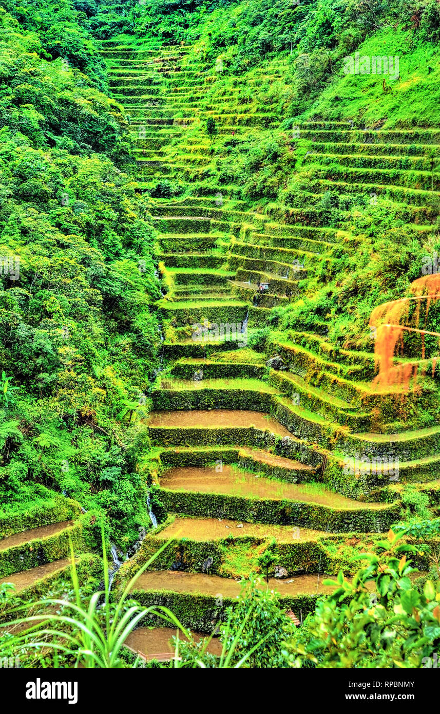 Batad Rice Terraces, UNESCO world heritage in the Philippines Stock ...