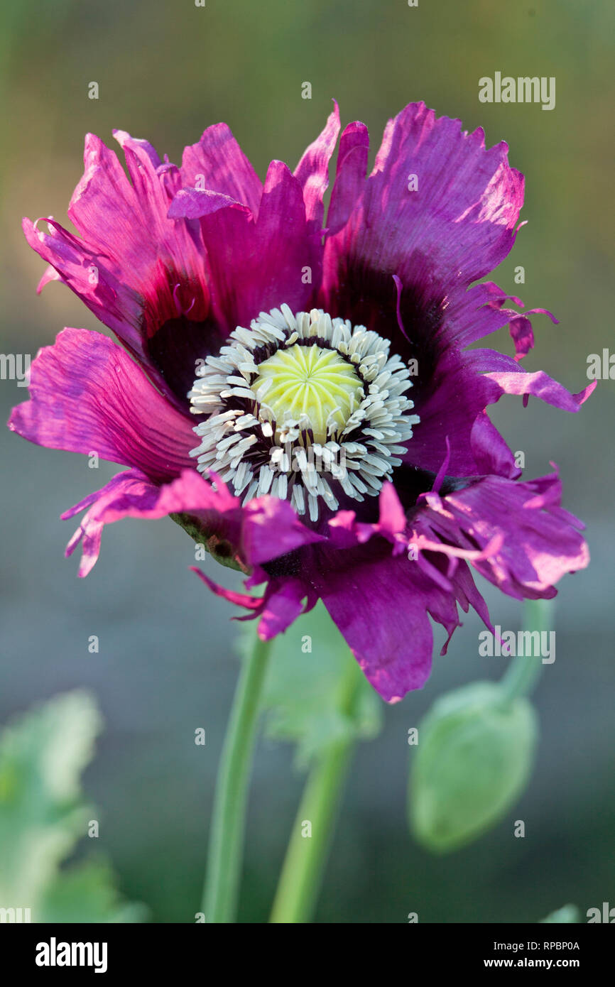 Papaver somniferum hi-res stock photography and images - Alamy