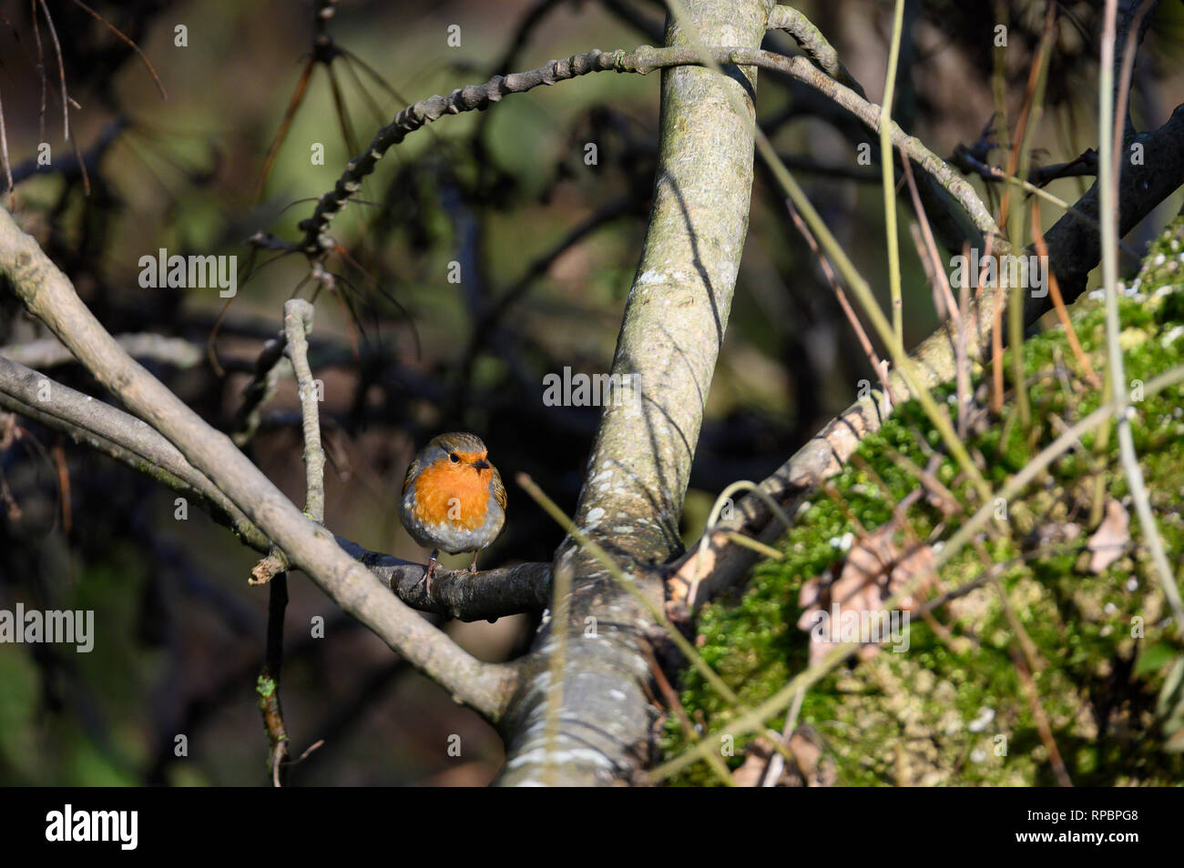 Robin, UK wild bird Stock Photo - Alamy