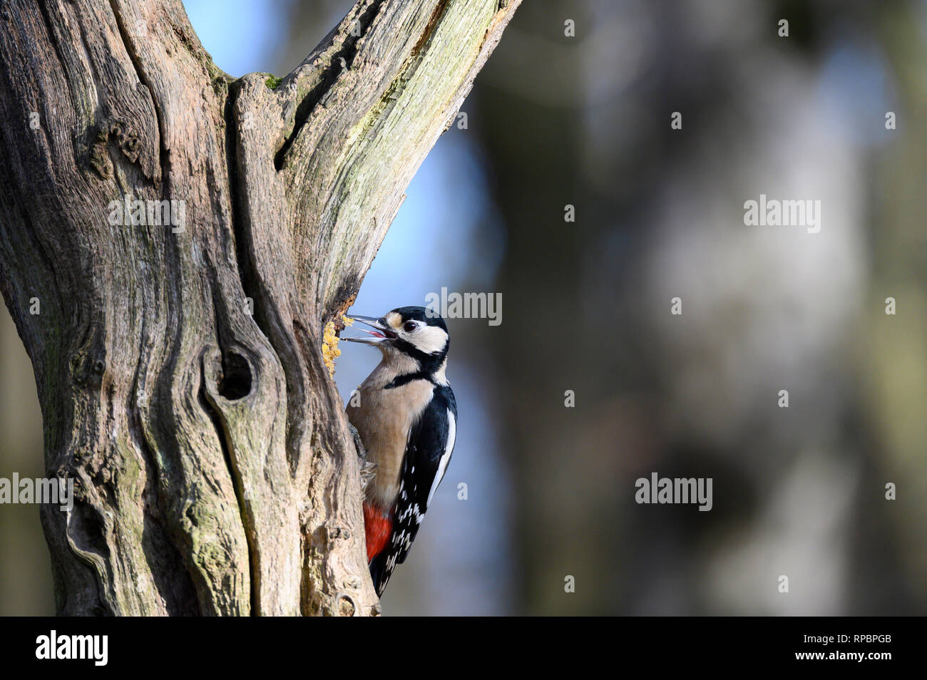 Woodpecker colours hi-res stock photography and images - Alamy
