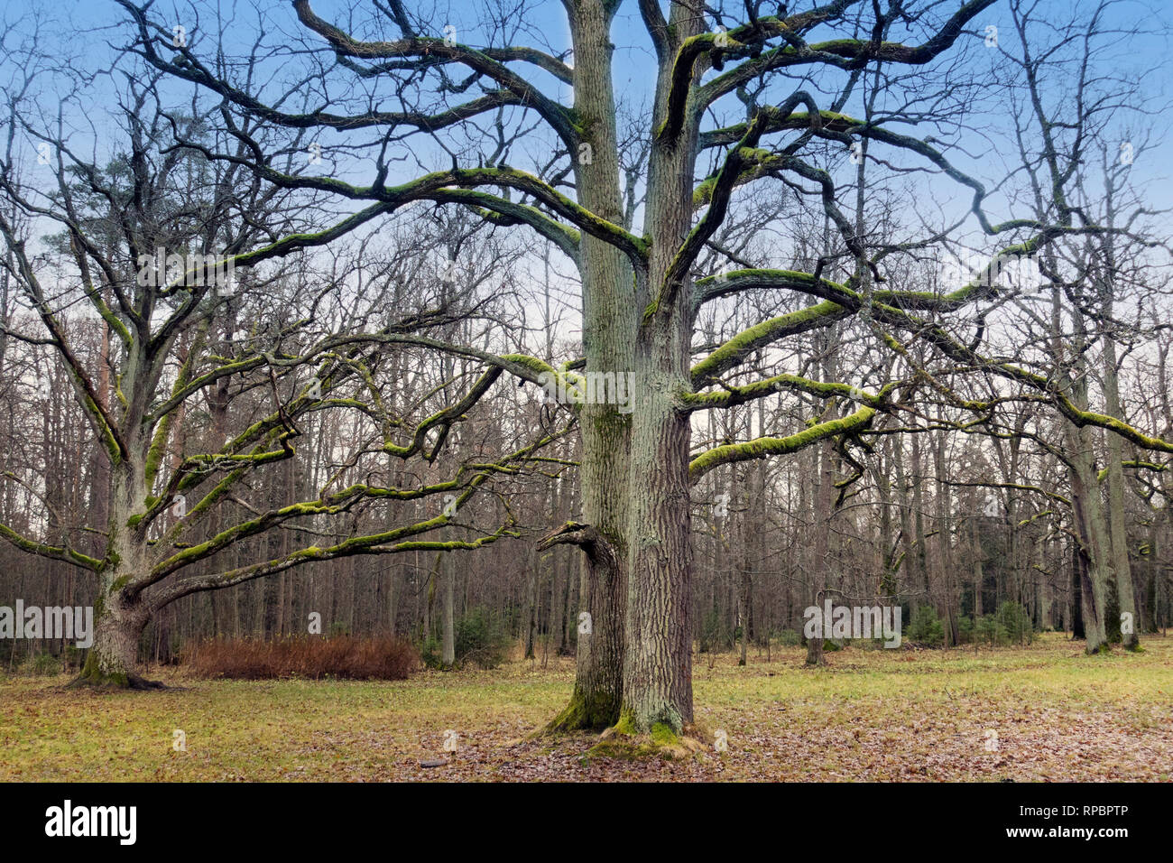 Old oak trees in a park without leaves, branches overgrown with moss ...