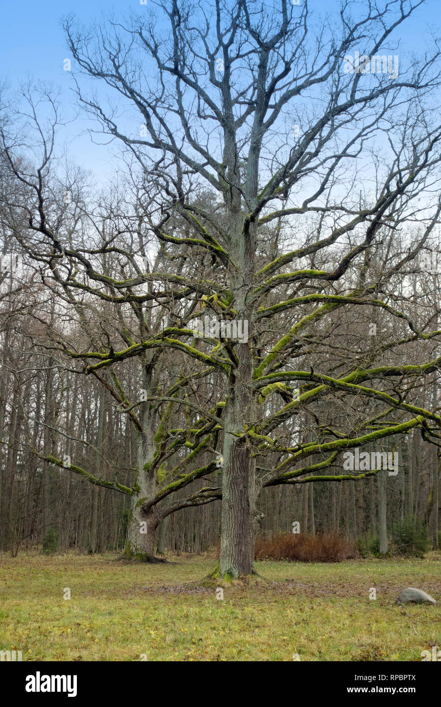 Oak trees without leaves hi-res stock photography and images - Alamy