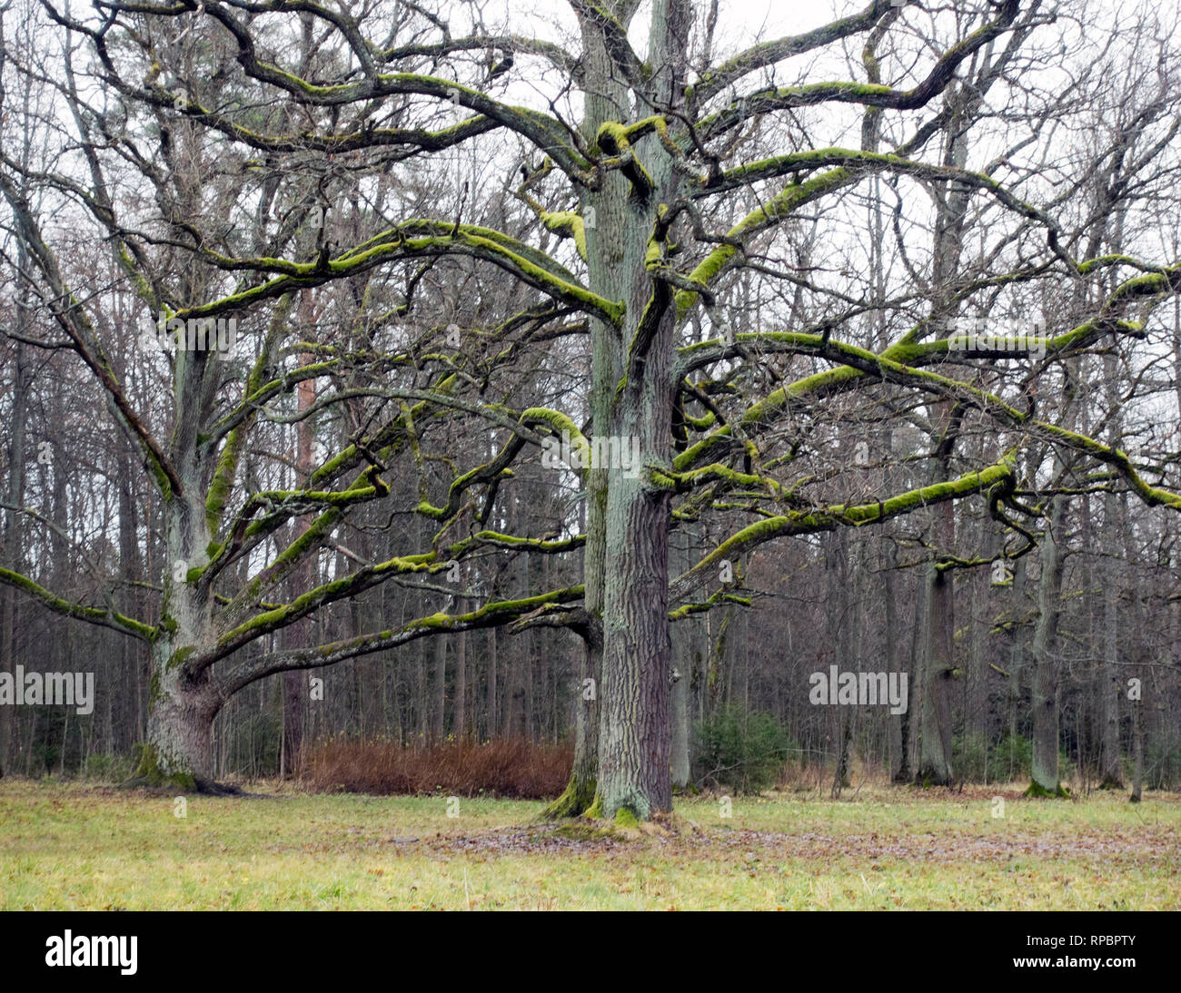 Old oak trees in a park without leaves, branches overgrown with moss ...