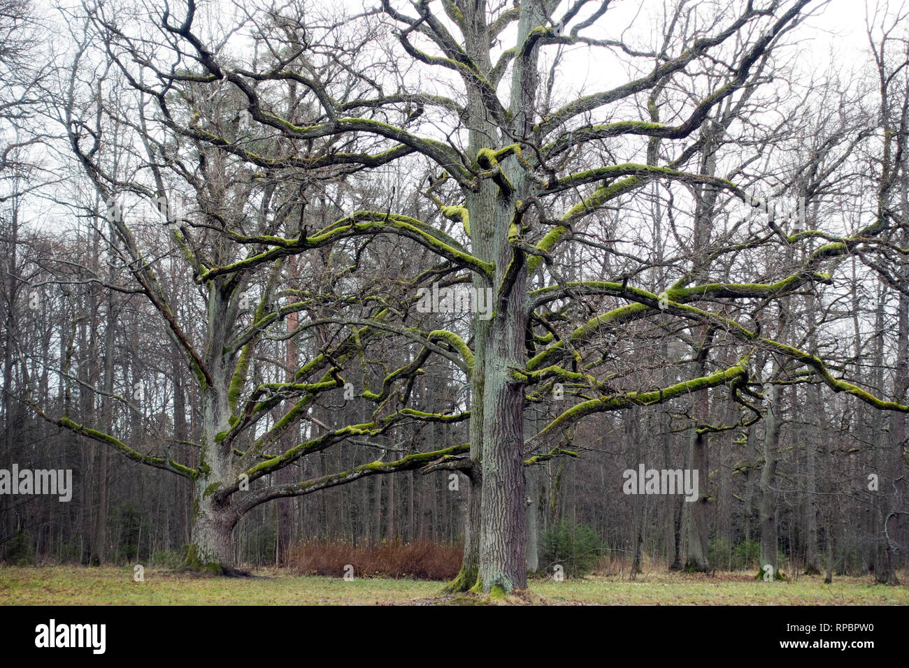 Old oak tree without leaves hi-res stock photography and images - Alamy