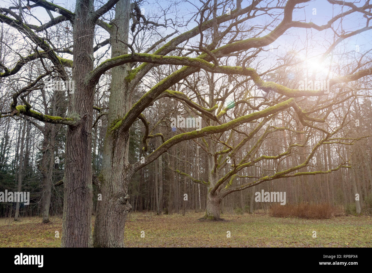 Old oak trees in a park without leaves, branches overgrown with moss ...